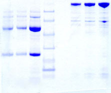 Immunoglobulin G, Mouse Plasma | Athens Research & Technology